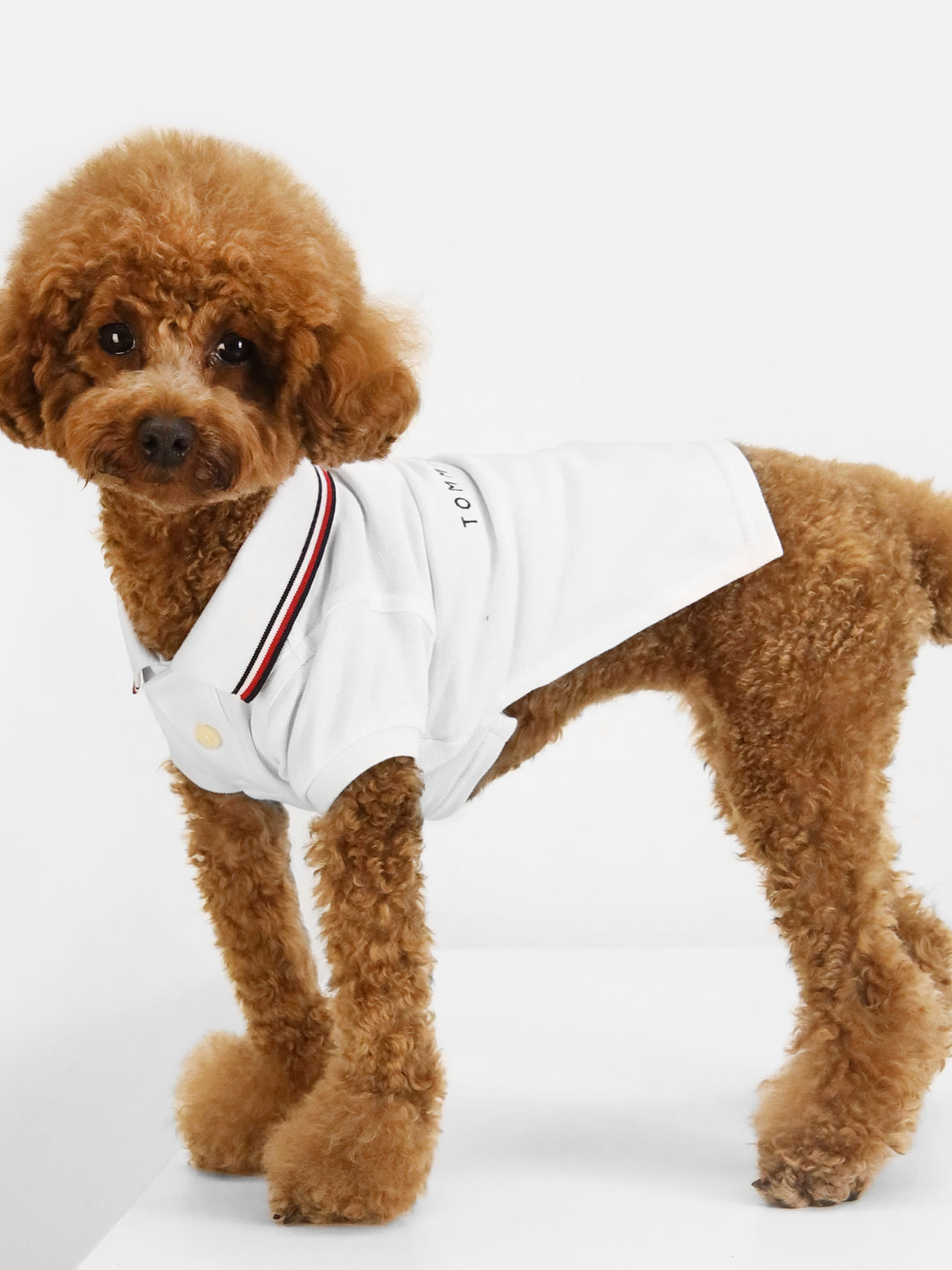 POLO DOG HERITAGE PARA PERROS